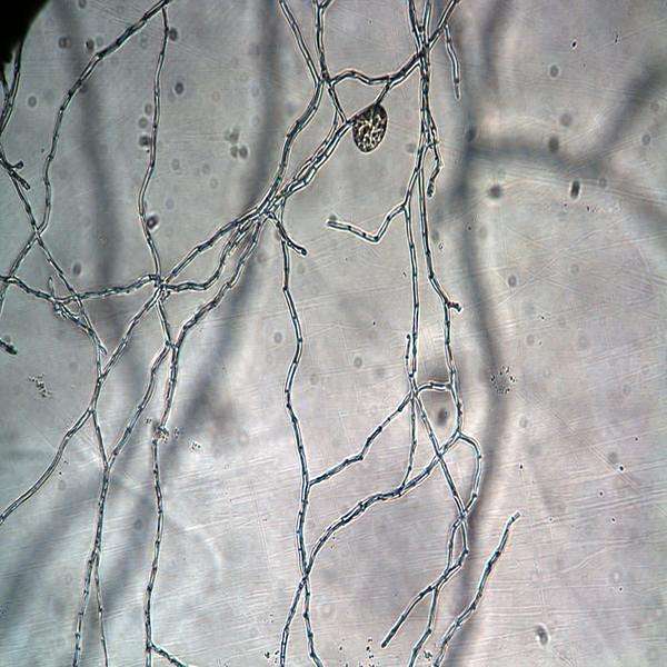 阜孢霉_百度百科