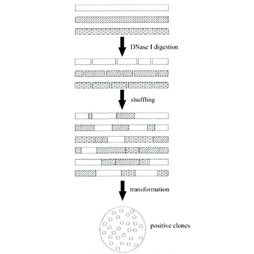DNA shuffling_百度百科