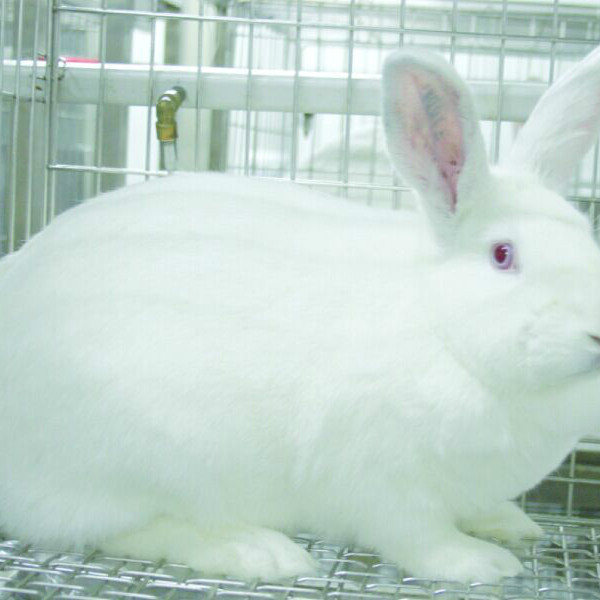 实验兔（生物实验材料）_百度百科
