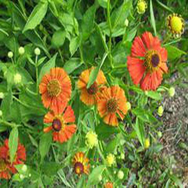 Helenium 'Moerheim Beauty'_百度百科