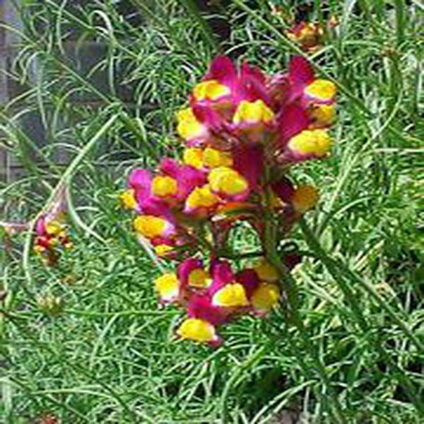 Linaria reticulata_百度百科