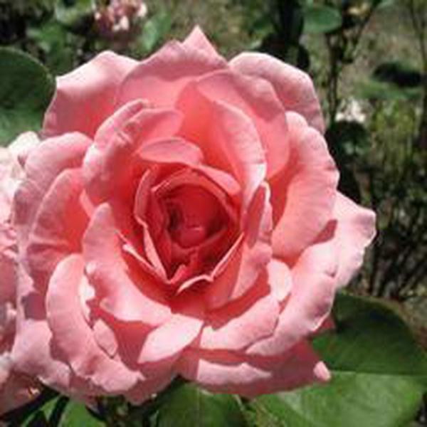 Rosa QUEEN ELIZABETH_百度百科