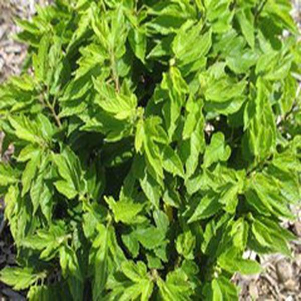 Morus rubra 'Super Dwarf'_百度百科