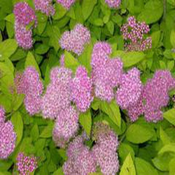 Spiraea japonica 'Lisp' GOLDEN PRINCESS_百度百科 Spiraea japonica 'Lisp' GOLDEN PRINCESS_百度百科