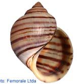 Asolene platae_百度百科