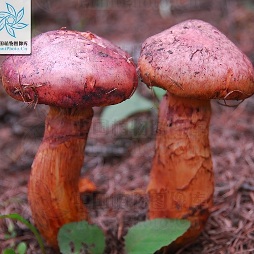 血红铆钉菇_百度百科