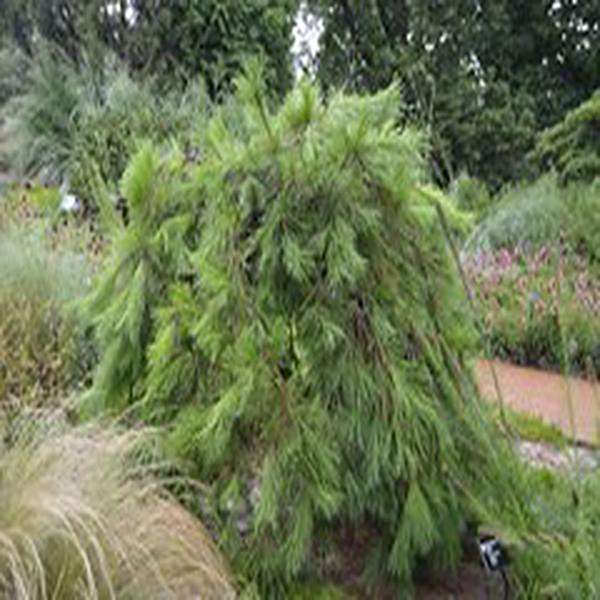 Pinus densiflora 'Pendula'_百度百科