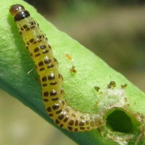 豆野螟_百度百科