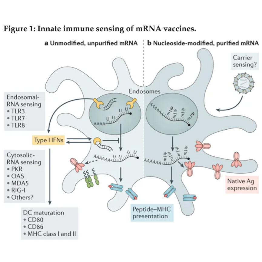 mRNA-1273_百度百科