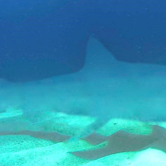 SCP-1057_百度百科