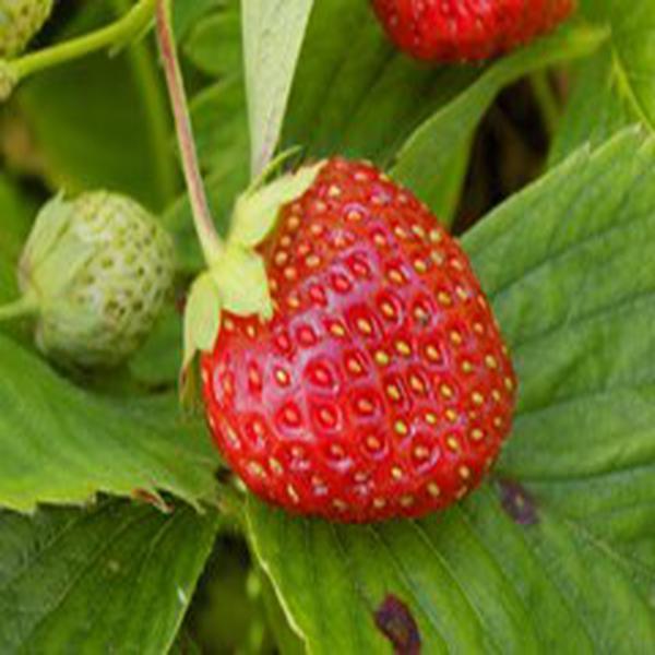 Fragaria 'Ozark Beauty'_百度百科