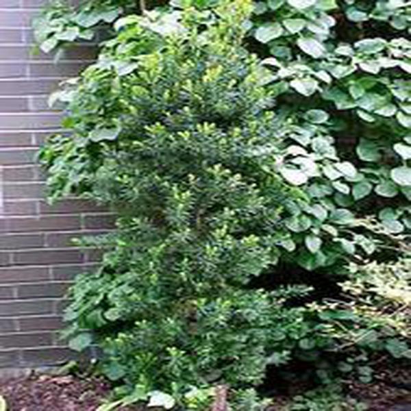 Taxus × media 'Smokestack'_百度百科