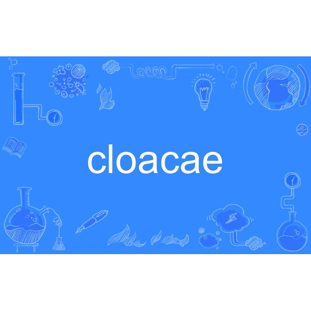 cloacae_百度百科
