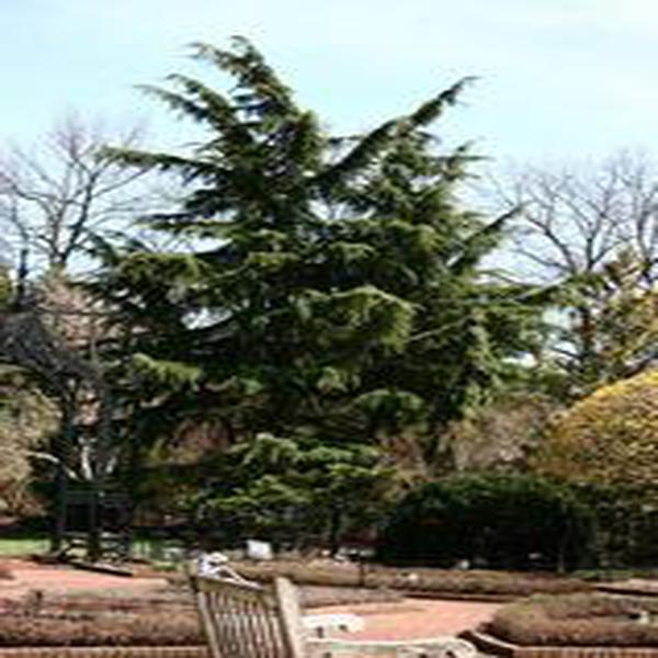 Cedrus deodara 'Shalimar'_百度百科