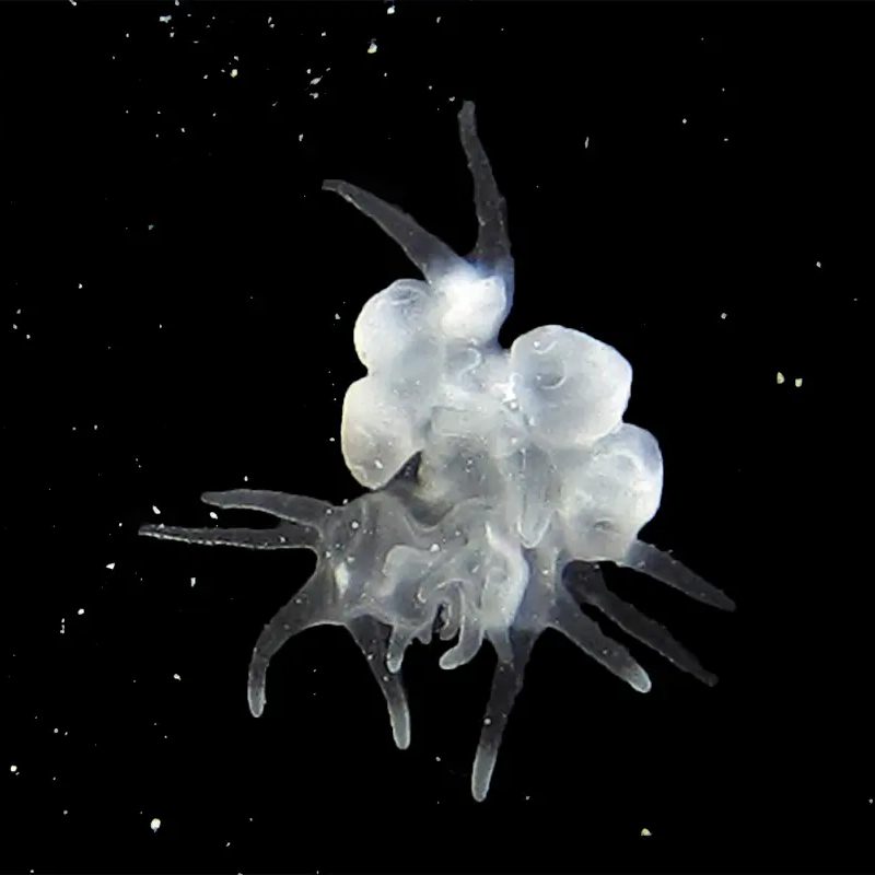 胞内寄生水螅虫纲_百度百科