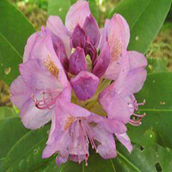 Rhododendron catawbiense 'Boursault'_百度百科