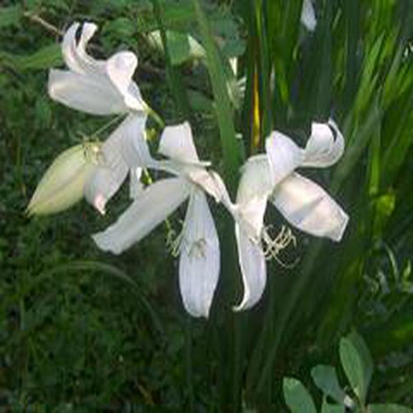 Crinum jagus_百度百科
