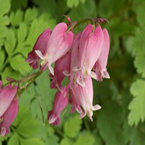 Dicentra 'Adrian Bloom'_百度百科
