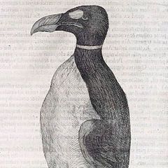 Boobrie_百度百科