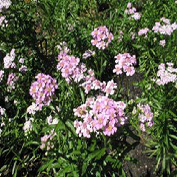 Achillea sibirica subsp. camschatica 'Love Parade'_百度百科