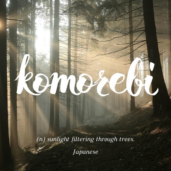 komorebi_百度百科