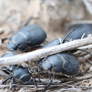 裴氏短鼻蝗_百度百科