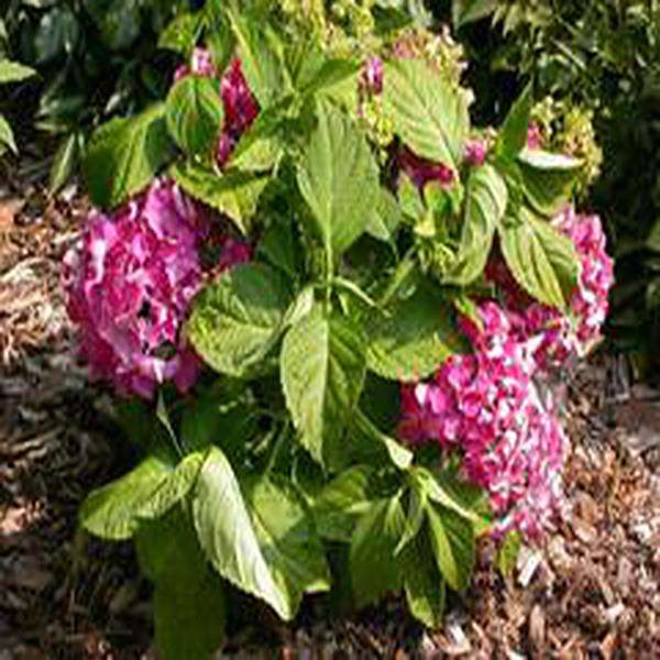 Hydrangea macrophylla 'Pia'_百度百科
