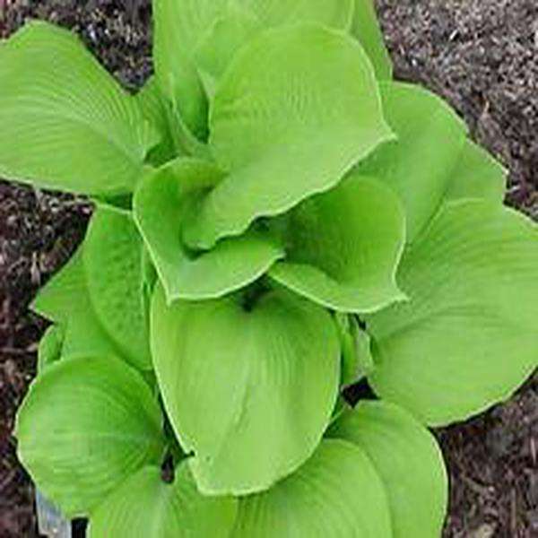 Hosta 'Aztec Treasure'_百度百科