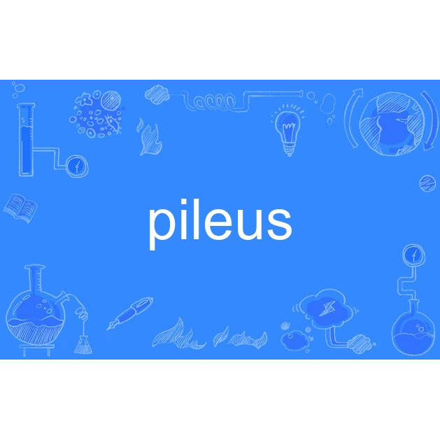 pileus_百度百科