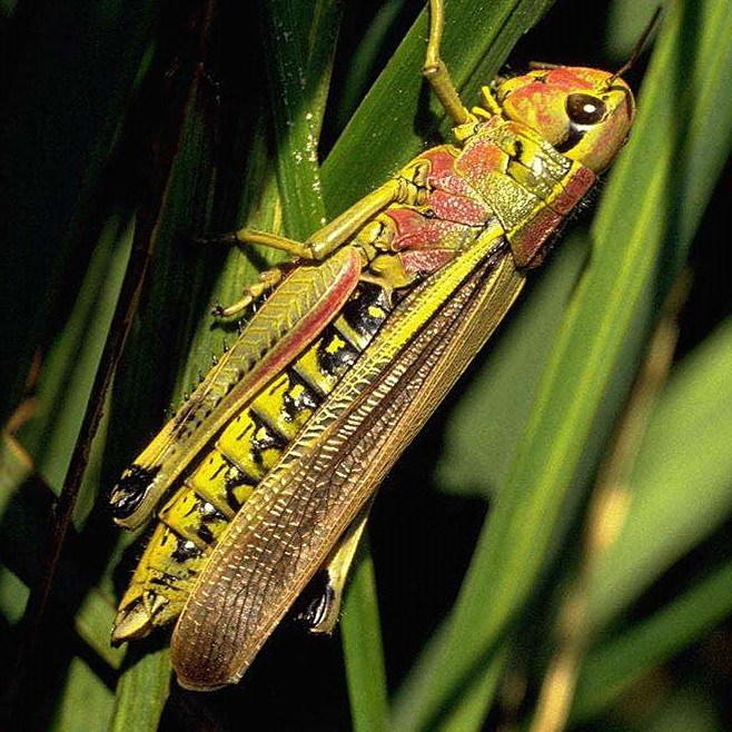 癞短鼻蝗_百度百科