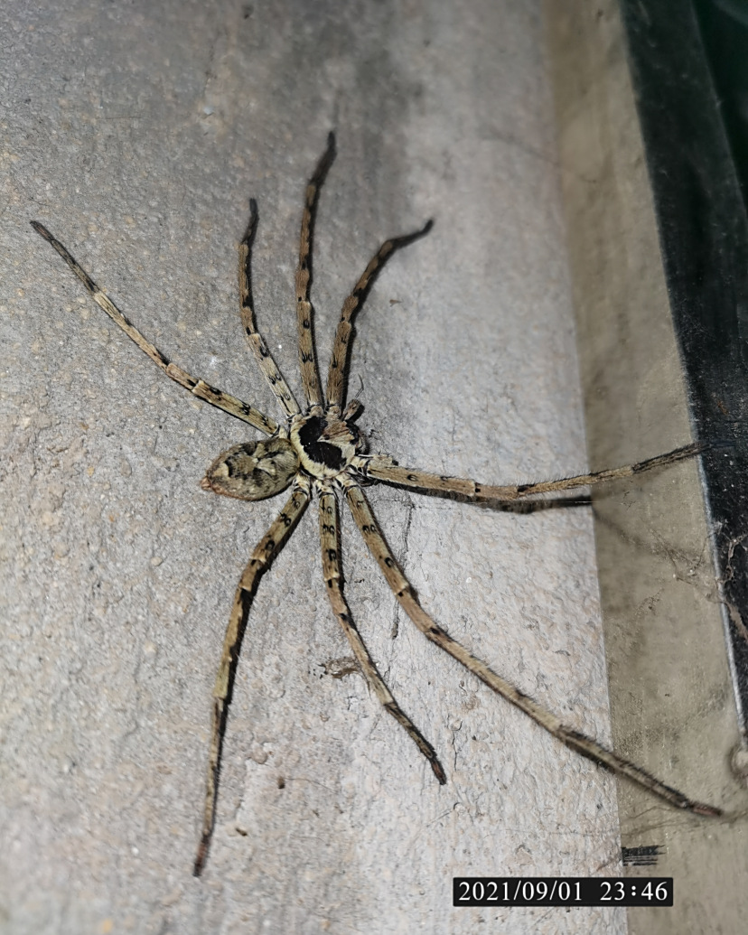 白额高脚蛛_百度百科