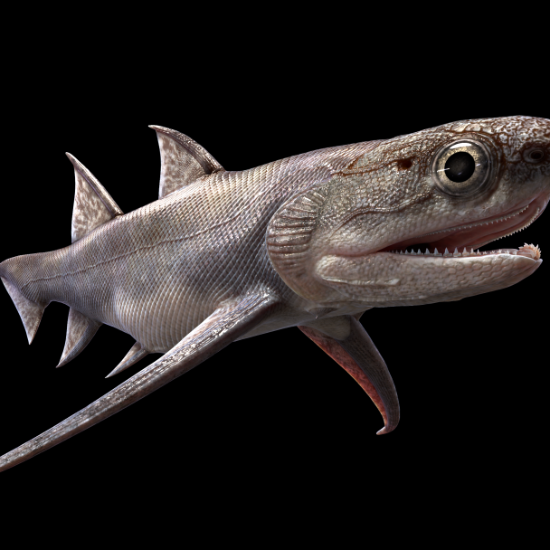 双列黔齿鱼_百度百科