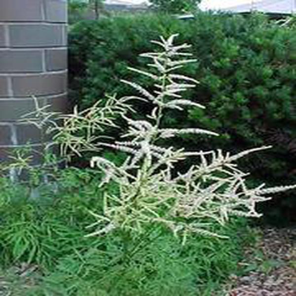 Aruncus dioicus 'Kneiffii'_百度百科