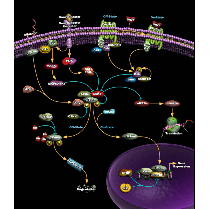 GSK-3β_百度百科