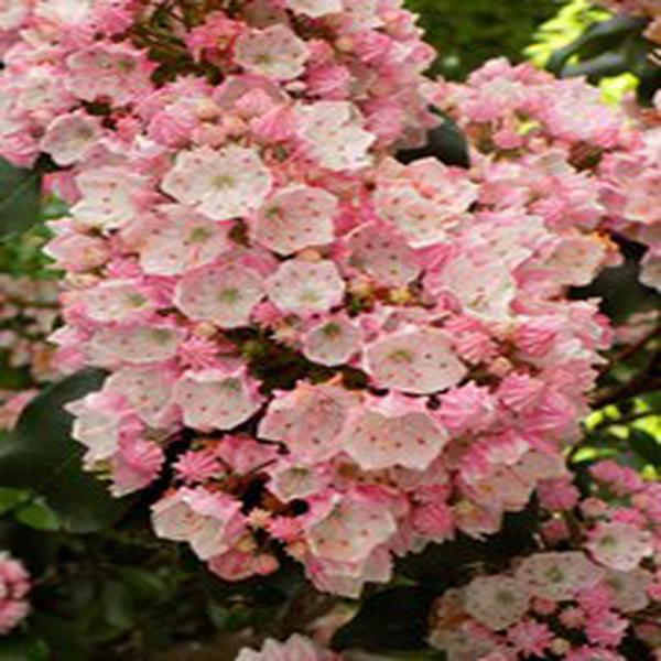 Kalmia latifolia 'Raspberry Glow'_百度百科