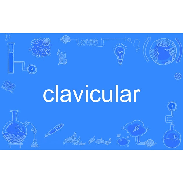 clavicular_百度百科