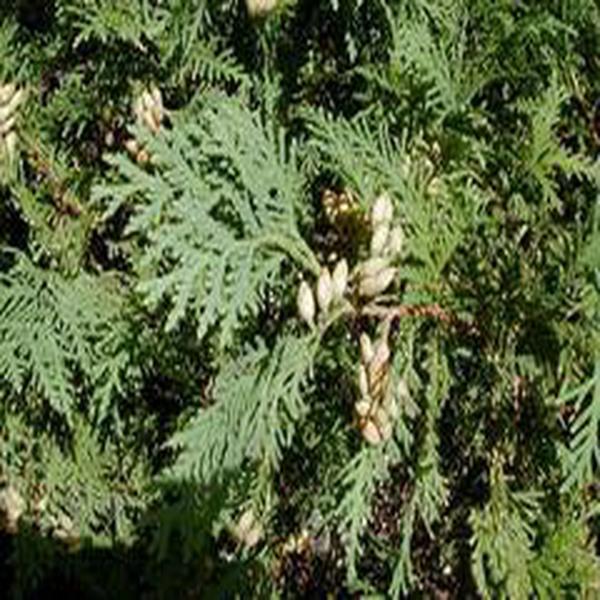Thuja occidentalis 'Nigra'_百度百科
