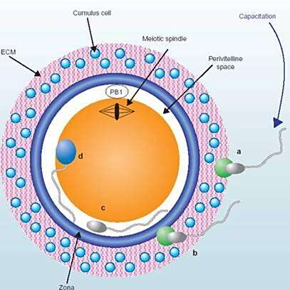 受精卵_百度百科