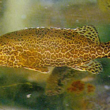 高体鳜_百度百科