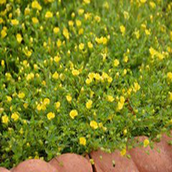 Mecardonia 'Gold Dust'_百度百科