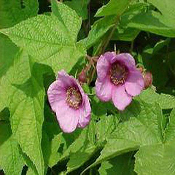 Rubus odoratus_百度百科