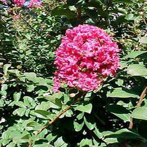 Lagerstroemia indica 'Seminole'_百度百科