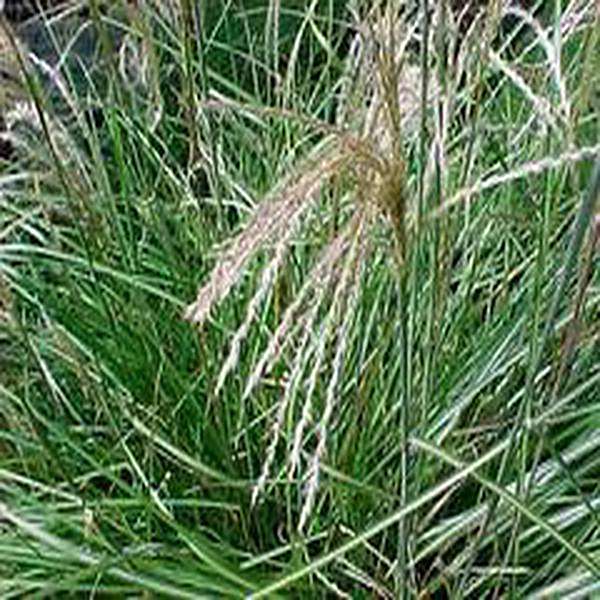 Miscanthus sinensis 'Graziella'_百度百科