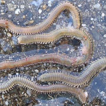 多齿沙蚕_百度百科