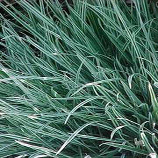 Holcus mollis 'Albovariegatus'_百度百科