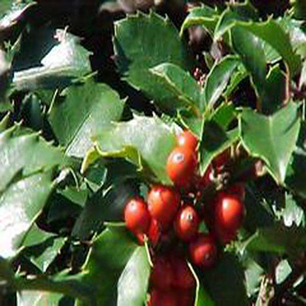 Ilex × meserveae BLUE PRINCESS_百度百科