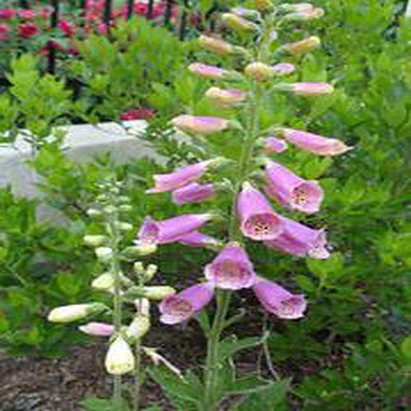 Digitalis purpurea (Foxy Group)_百度百科