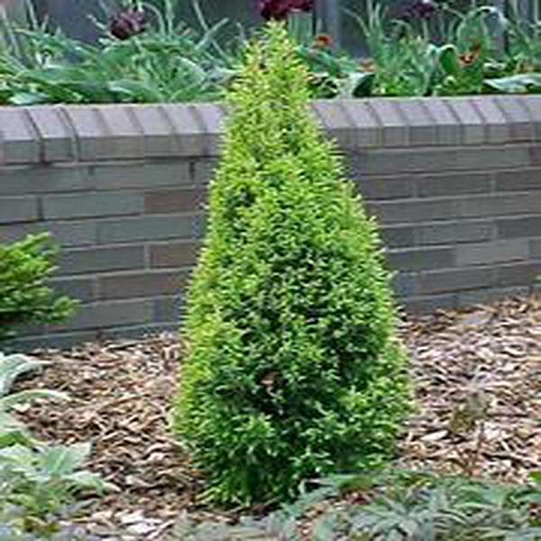 Juniperus communis 'Gold Cone'_百度百科