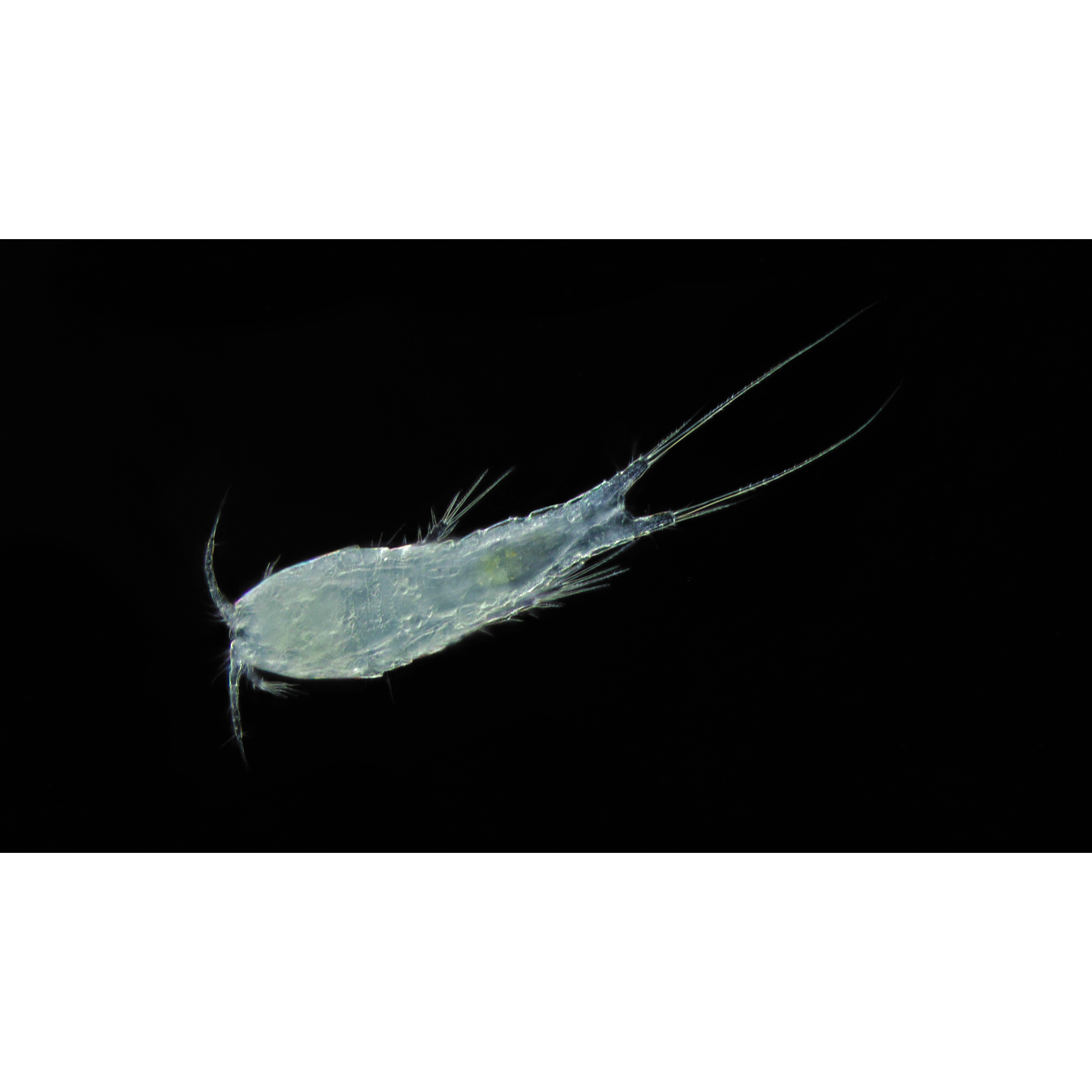 隆脊异足猛水蚤_百度百科