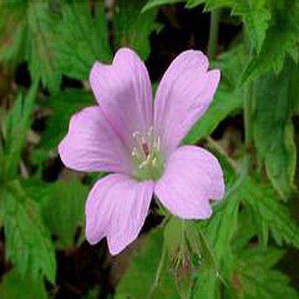 Geranium × oxonianum 'Wargrave Pink'_百度百科
